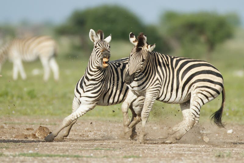 Lion and Zebras stock image. Image of prey, lion, botswana - 22803689