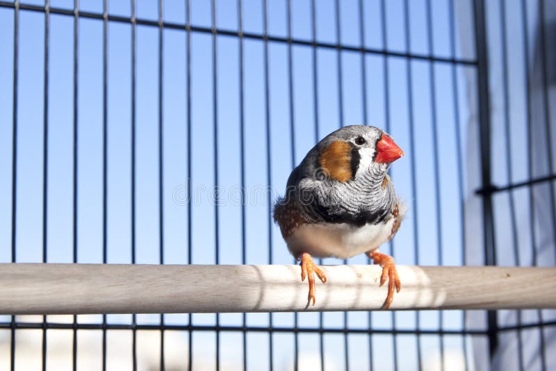 Zebra Finch stock image. Image of profile, creature, branch - 25975535