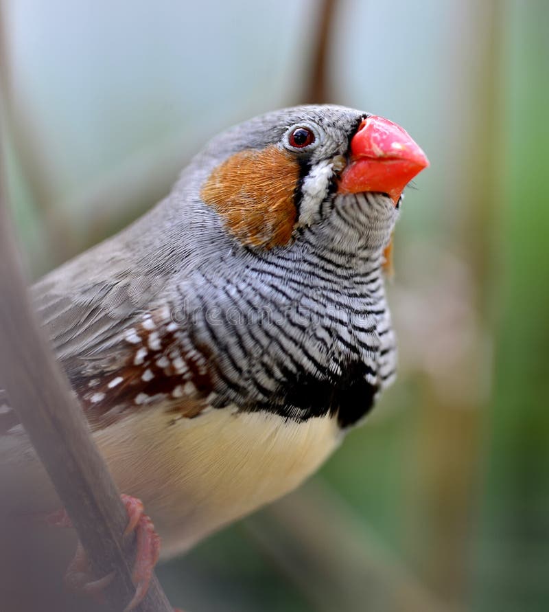 Zebra Finch stock photo. Image of beautiful, illustrations - 25870116