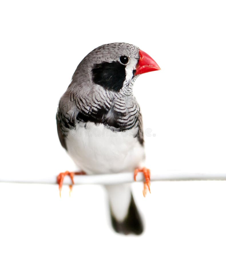 Zebra Finch stock image. Image of profile, creature, branch - 25975535