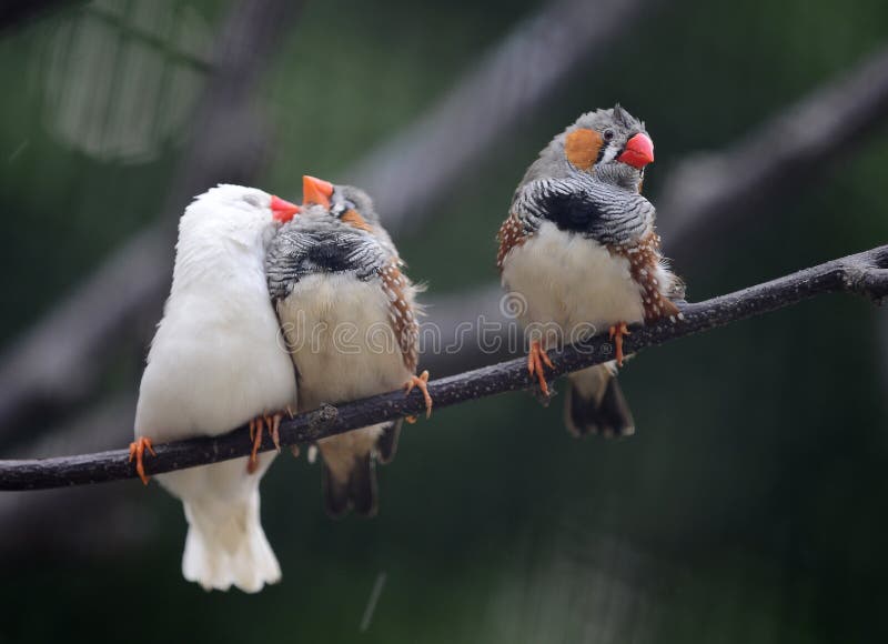 Zebra Finch stock image. Image of viewing, wild, color - 25390087