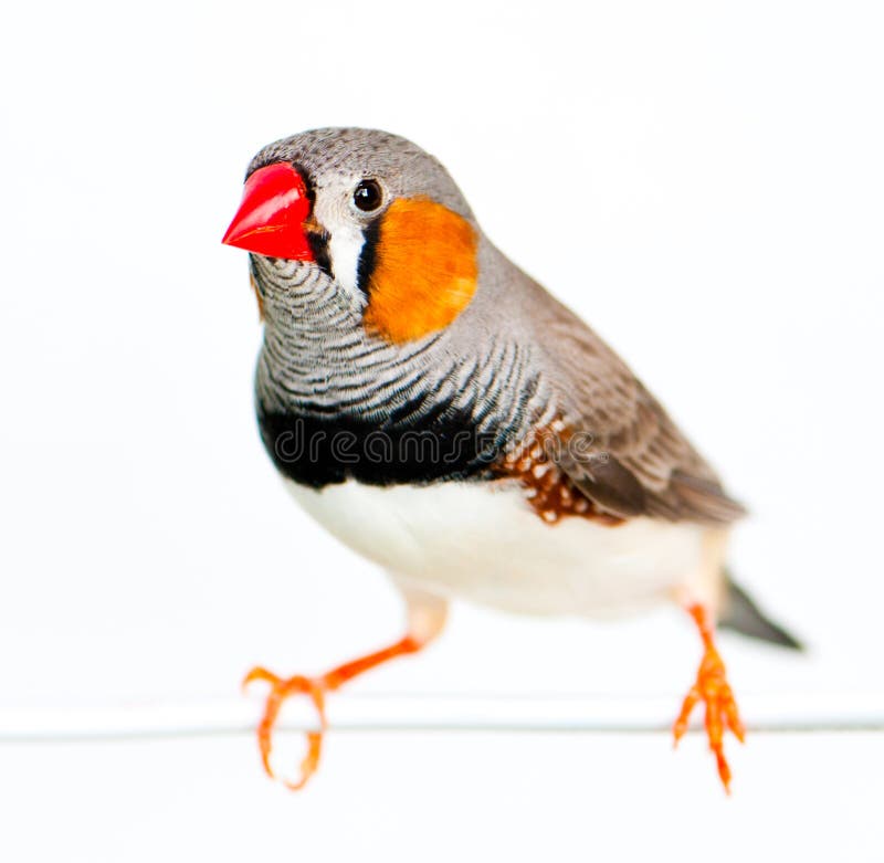 Zebra Finch stock image. Image of profile, creature, branch - 25975535