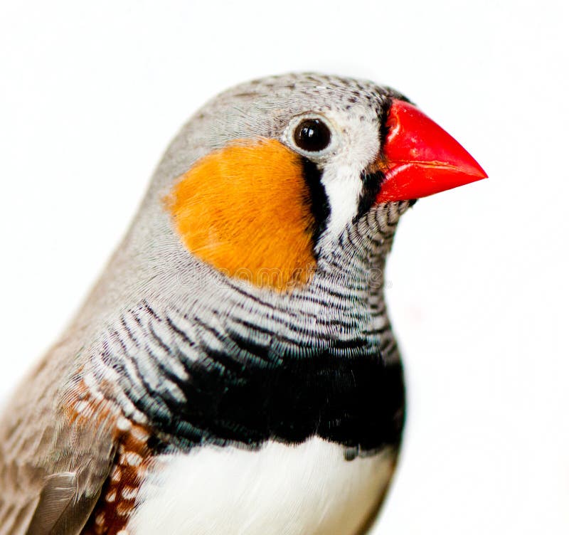 Zebra Finch stock image. Image of profile, creature, branch - 25975535