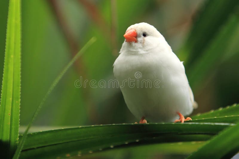 White zebra finch stock photo. Image of zebra, taeniopygia - 26675796
