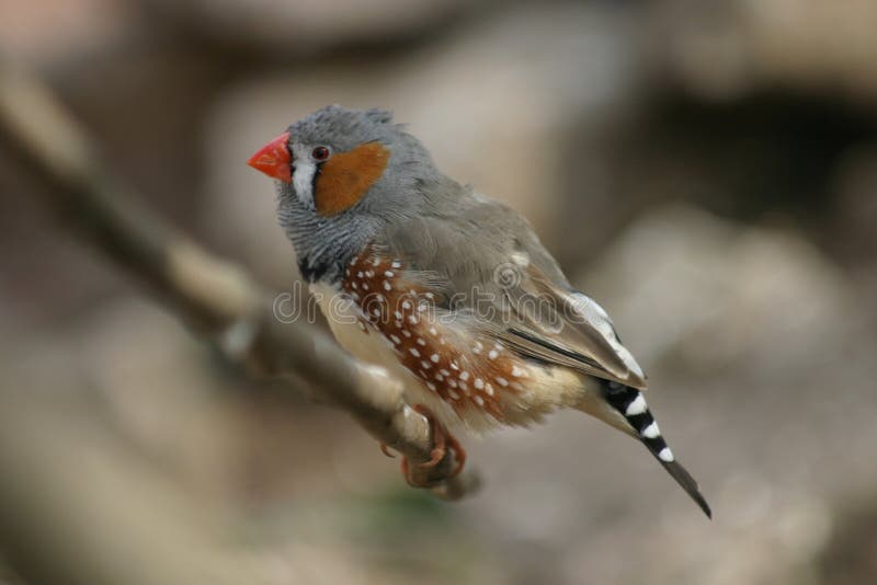 A Chestnut Flanked White Hen Zebra Finch Stock Image - Image of flanked ...