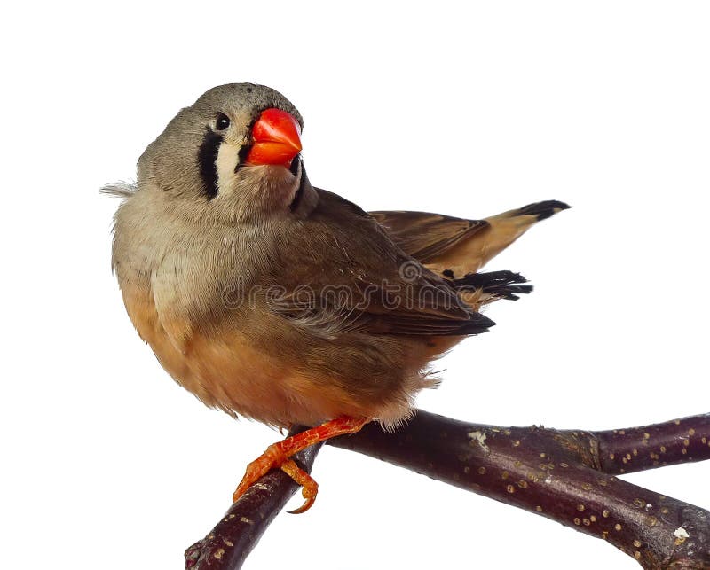 Zebra finch bird stock photo. Image of branch, bird, gray - 23668862