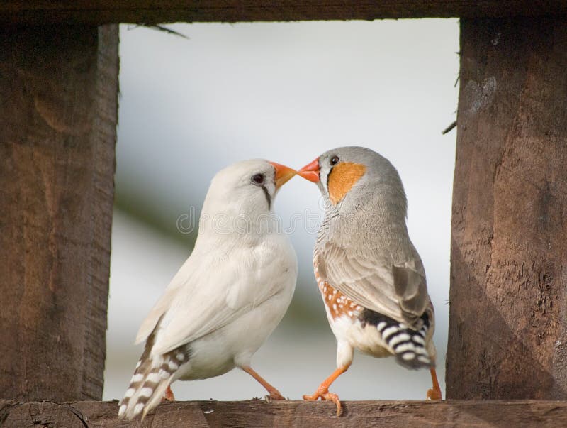 Zebra Finches. stock photo. Image of female, furry, mating - 16432858