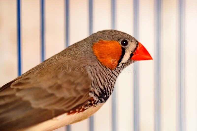 Zebra Finches Sitting on a Perch in a Cage Stock Photo - Image of ...