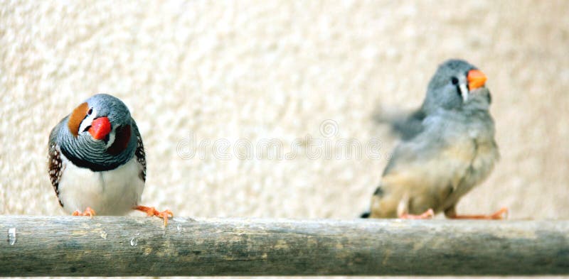 Zebra Finches stock image. Image of zebra, studio, white - 34467253