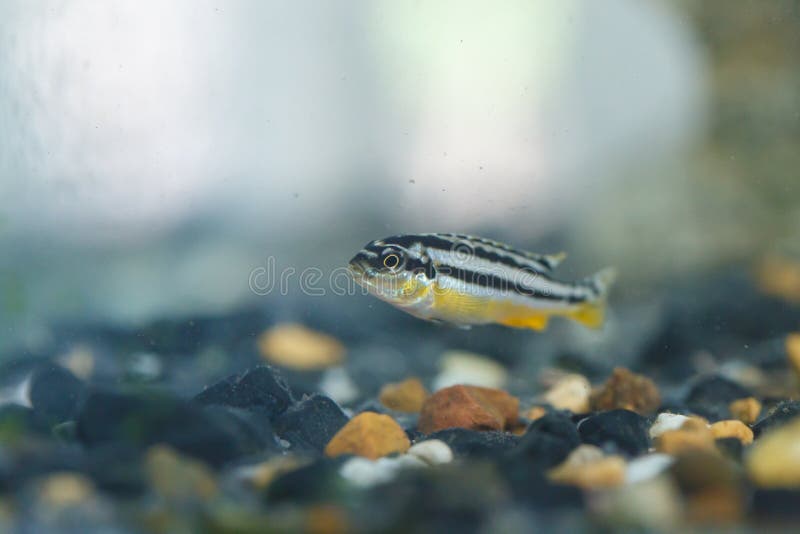 Zebra fish stock photo. Image of nature, white, blue - 70429756