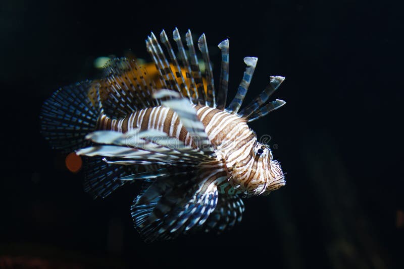 Fish-zebra stock photo. Image of fish, aquarium, volitans - 32617008