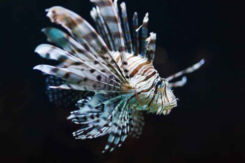 Zebra fish in water stock photo. Image of reef, dragon - 69453464