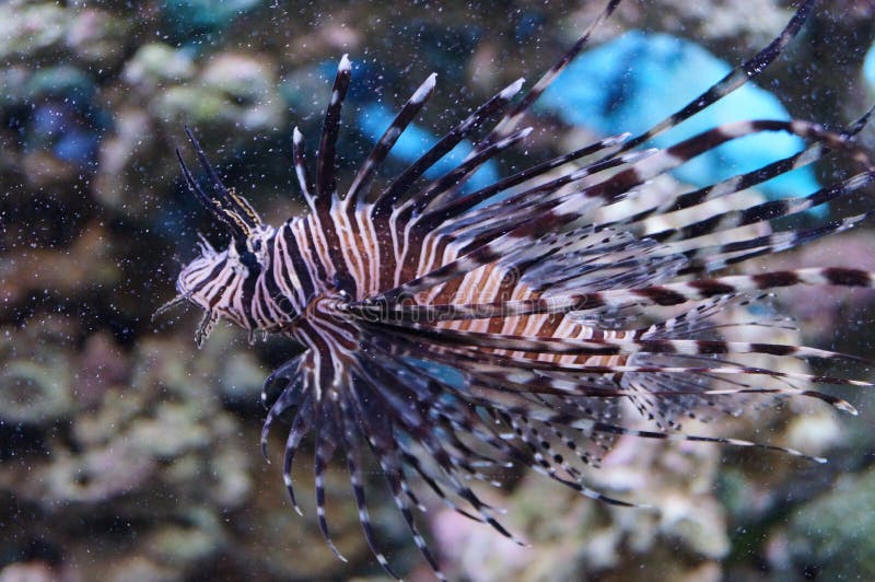 Zebra Turkey Fish Stock Photos - Free & Royalty-Free Stock Photos from ...