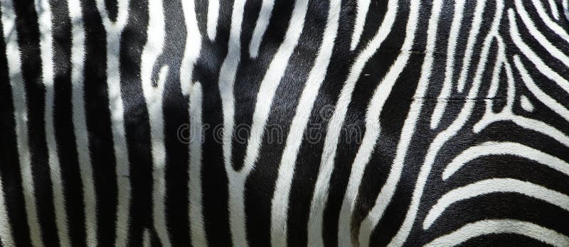 Zebra Flank Stripes stock image. Image of horizontal - 21718331