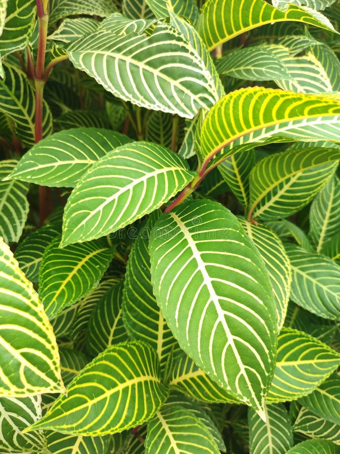 Zebra Flower Plant Leaves with Striped Texture Stock Photo - Image of ...