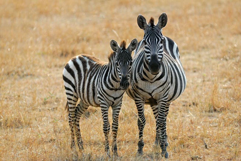 Zebra with foal stock photo. Image of outdoor, filly, mammal - 9035294