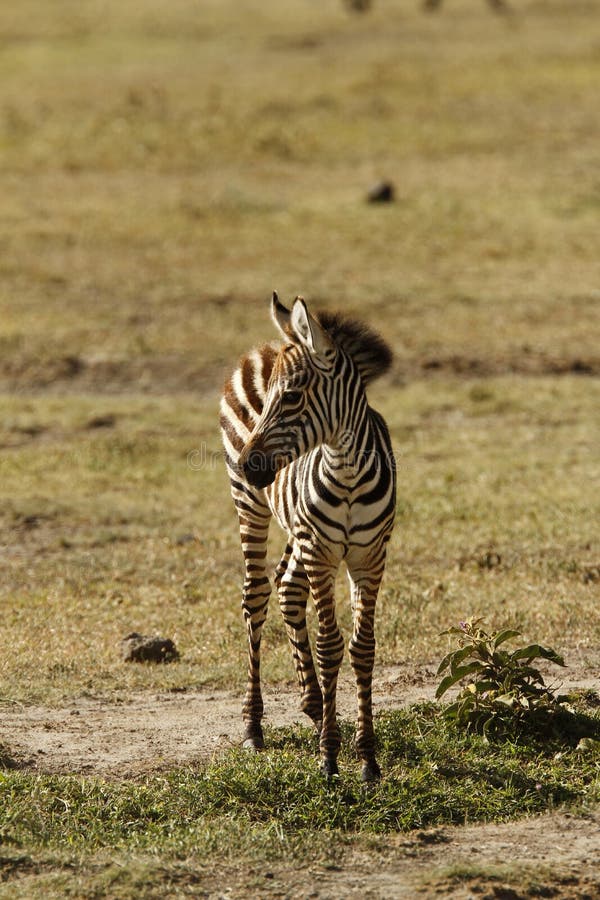 Zebra Foal stock photo. Image of southern, plains, grass - 23812038