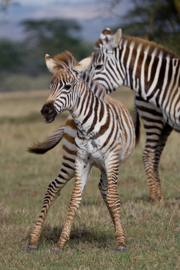 Zebra Foal stock photo. Image of wild, mother, mood, zebra - 2412804