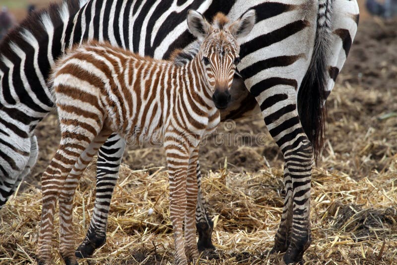 Zebra foal stock photo. Image of herd, foal, africa, zebra - 25299122