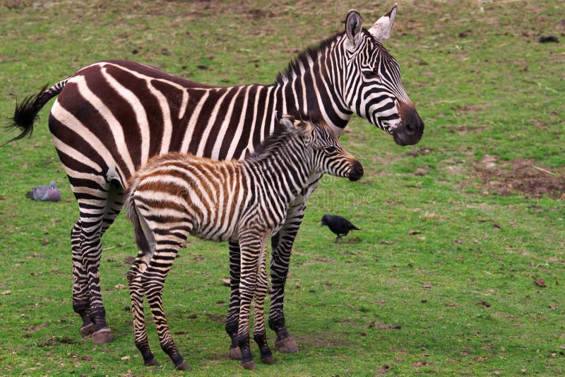 Zebra with foal stock photo. Image of outdoor, filly, mammal - 9035294