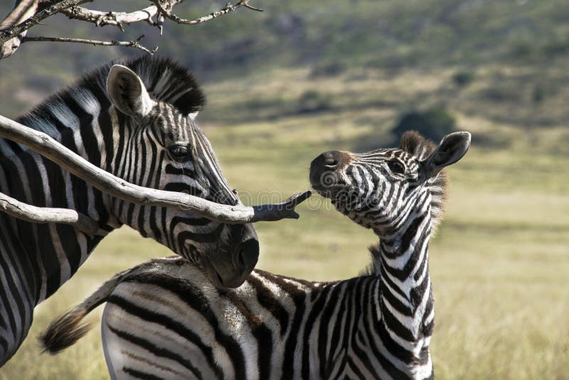 Zebra scratching its nose stock image. Image of hoof, nature - 2066791