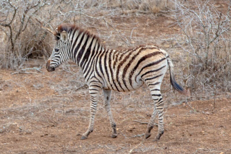 Zebra Baby Foal [equus Quagga] in Africa Stock Image - Image of male ...