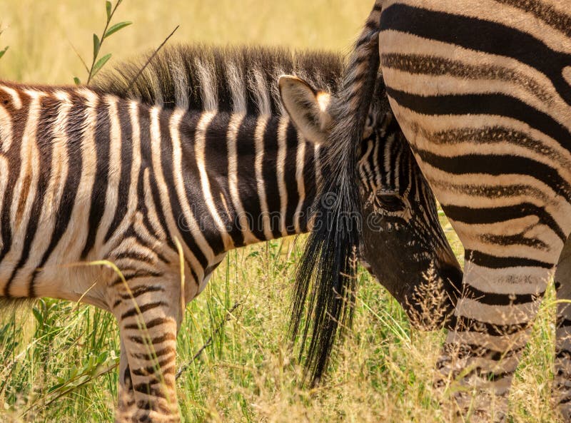 224 Zebra Hiding Stock Photos - Free & Royalty-Free Stock Photos from ...