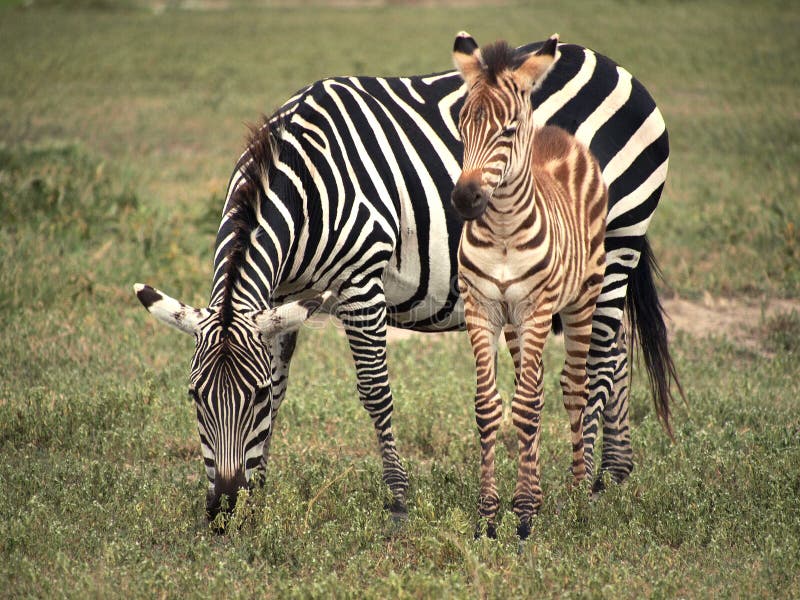 Zebra with foal stock photo. Image of outdoor, filly, mammal - 9035294
