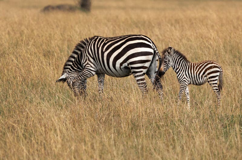 Zebra with Foal at Savannah Grassland, Masai Mara Stock Image - Image ...