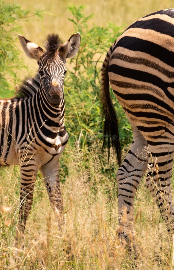 Zebra foal behind its dam stock photo. Image of mother - 143272798