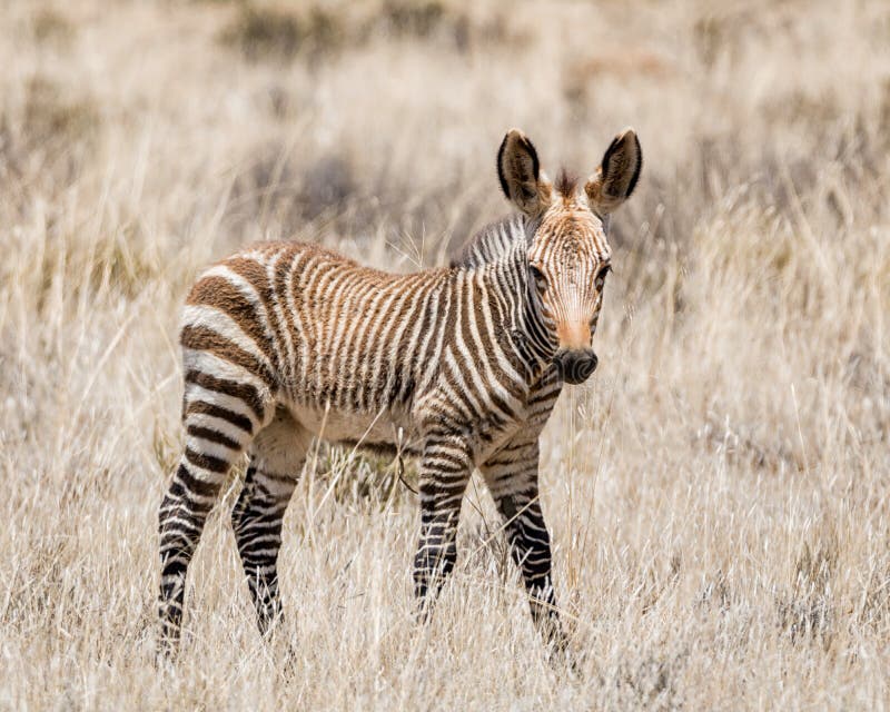 Zebra Foal stock photo. Image of stripes, black, colt - 107505556