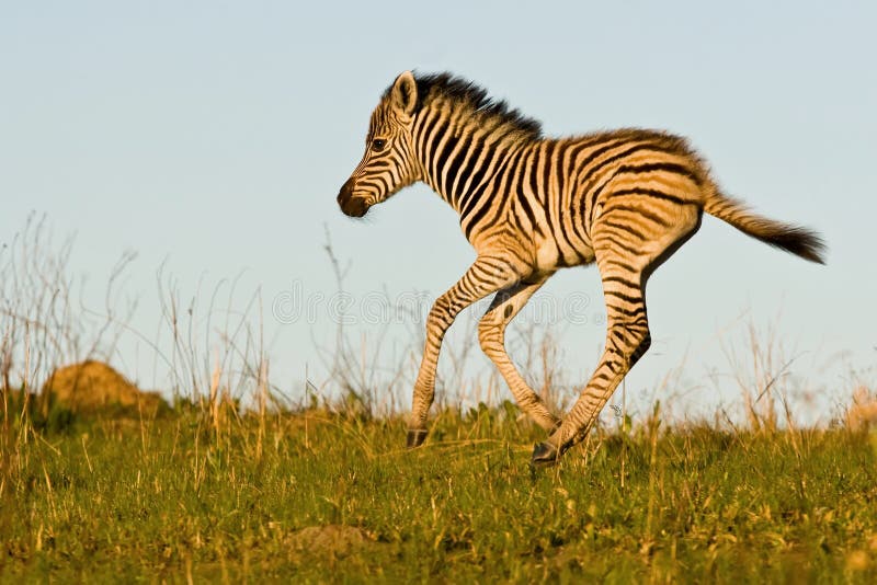 Zebra Foal at Sunset stock image. Image of scared, running - 31171503