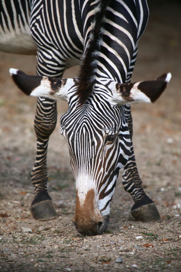 Zebra fom the front stock photo. Image of fauna, park - 7527262