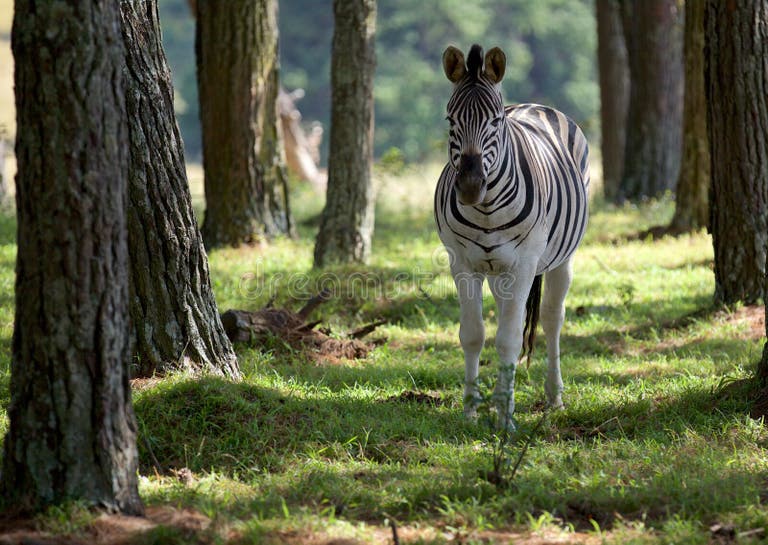 Zebra in forest stock photo. Image of animal, trees, stay - 96561408