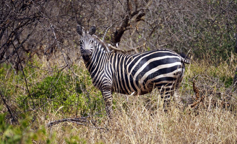 Zebra in a forest clearing stock image. Image of wild - 319737065