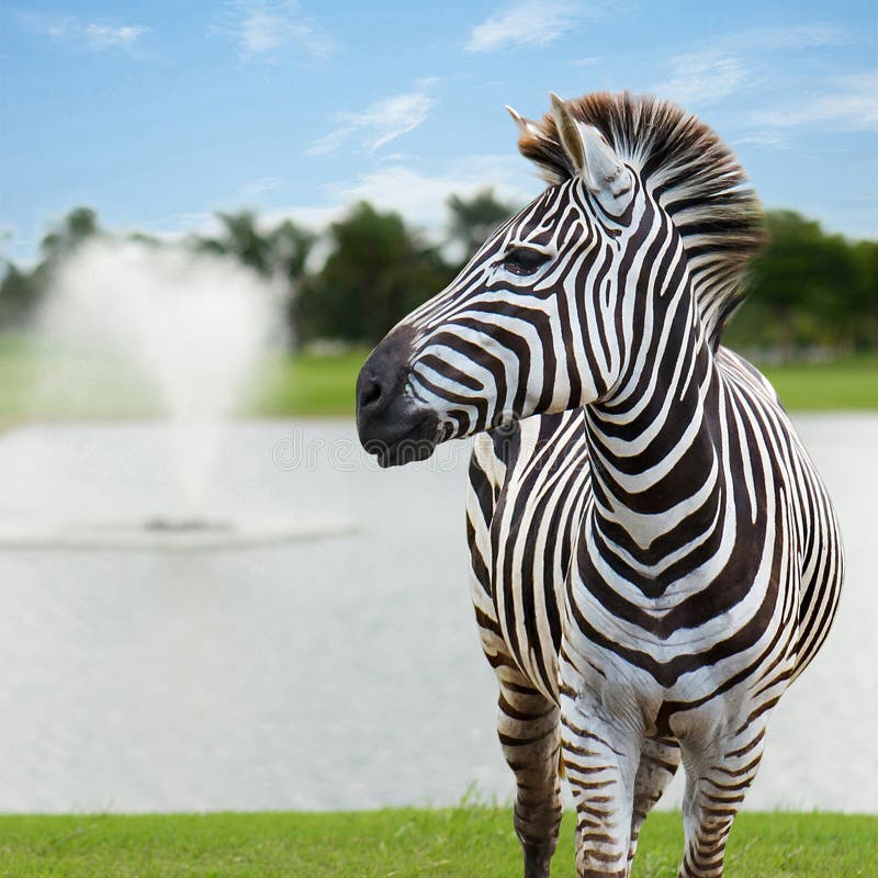Zebra stock image. Image of yellow, tanzania, strip, tenderness - 52725291