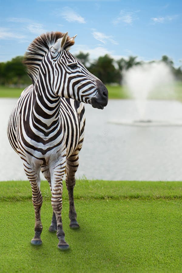 Zebra stock image. Image of mammal, green, strip, harmony - 52725343