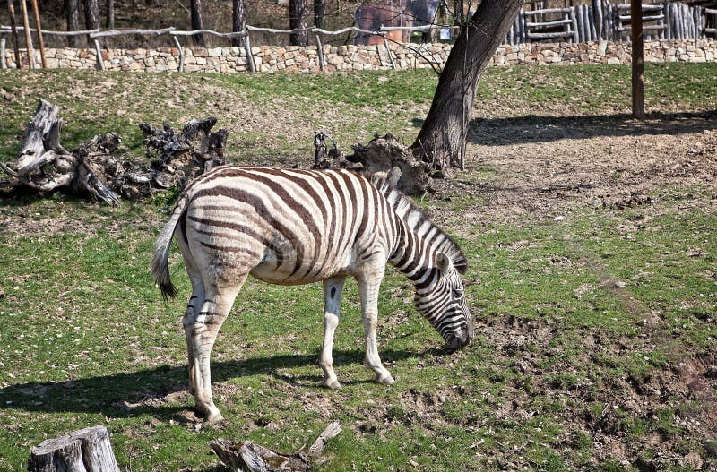 Zebra in Free Range at the European Zoo Stock Image - Image of nature ...