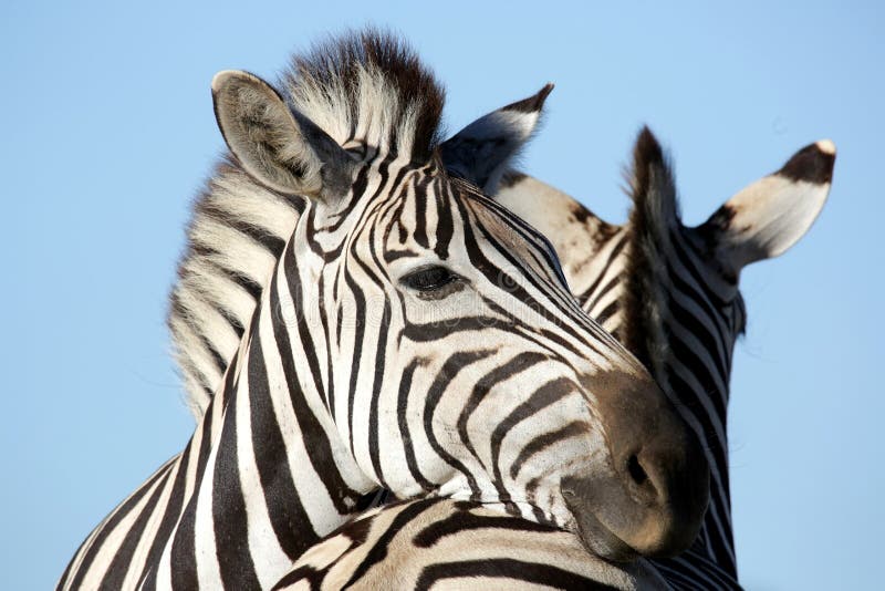 Zebra Friends stock photo. Image of striped, cute, looking - 39342874