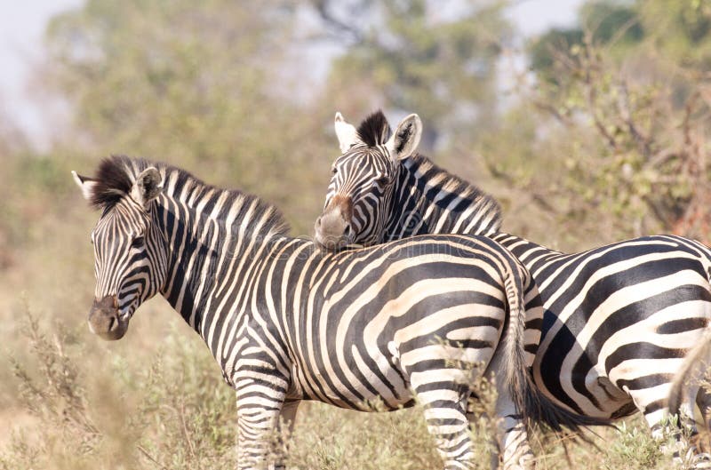 Zebra Friendship stock image. Image of park, affectionate - 26009959