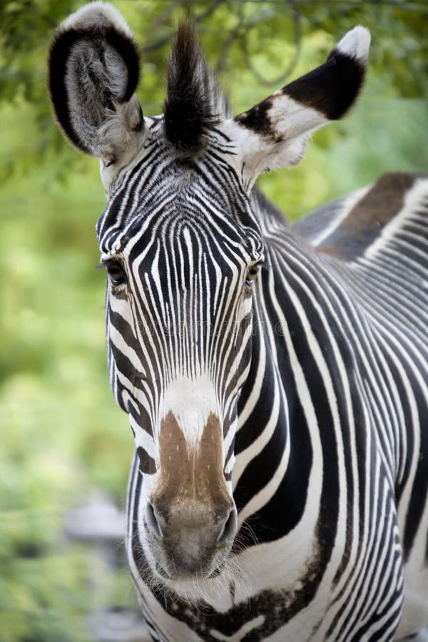 Zebra Front stock photo. Image of wildlife, mane, black - 11233748