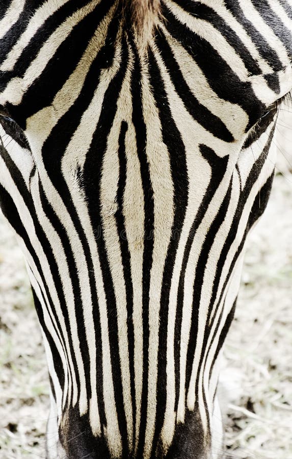 391 Zebra Head Front Stock Photos - Free & Royalty-Free Stock Photos ...