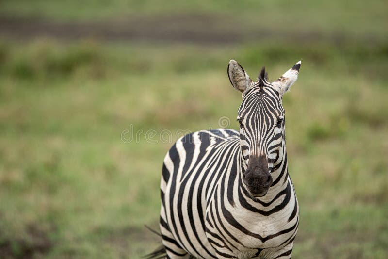 A Zebra Front Profile in Masai Mara Stock Photo - Image of grasslands ...
