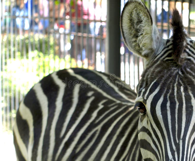 Zebra stock image. Image of animal, africa, irregular - 93796429