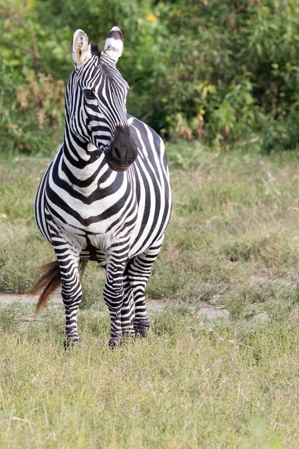 Zebra Front View
