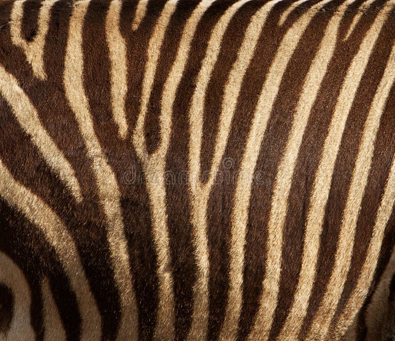 Zebra fur stock photo. Image of wild, african, striped - 13825466