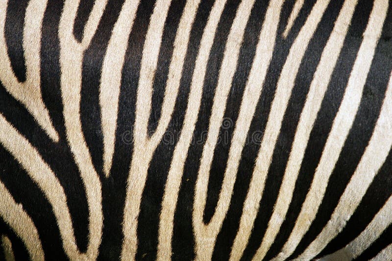 Zebra fur stock image. Image of detail, pattern, background - 4769653