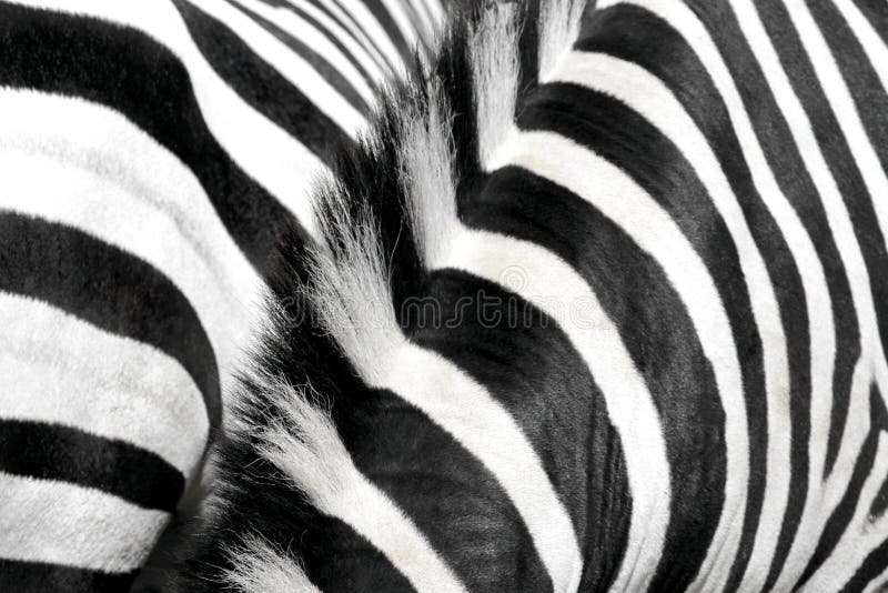 Zebra Fur and Mane, Close Up Stock Photo - Image of natural, layer ...