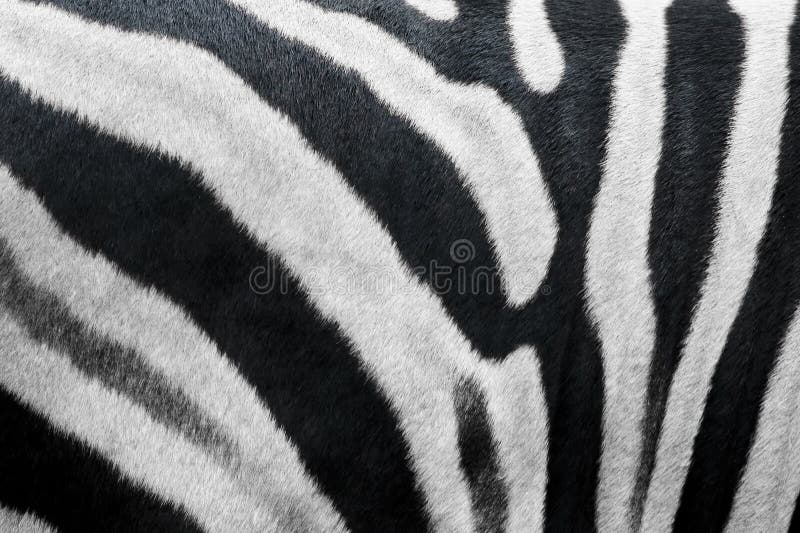 Zebra fur texture stock photo. Image of draw, camouflage - 3842668