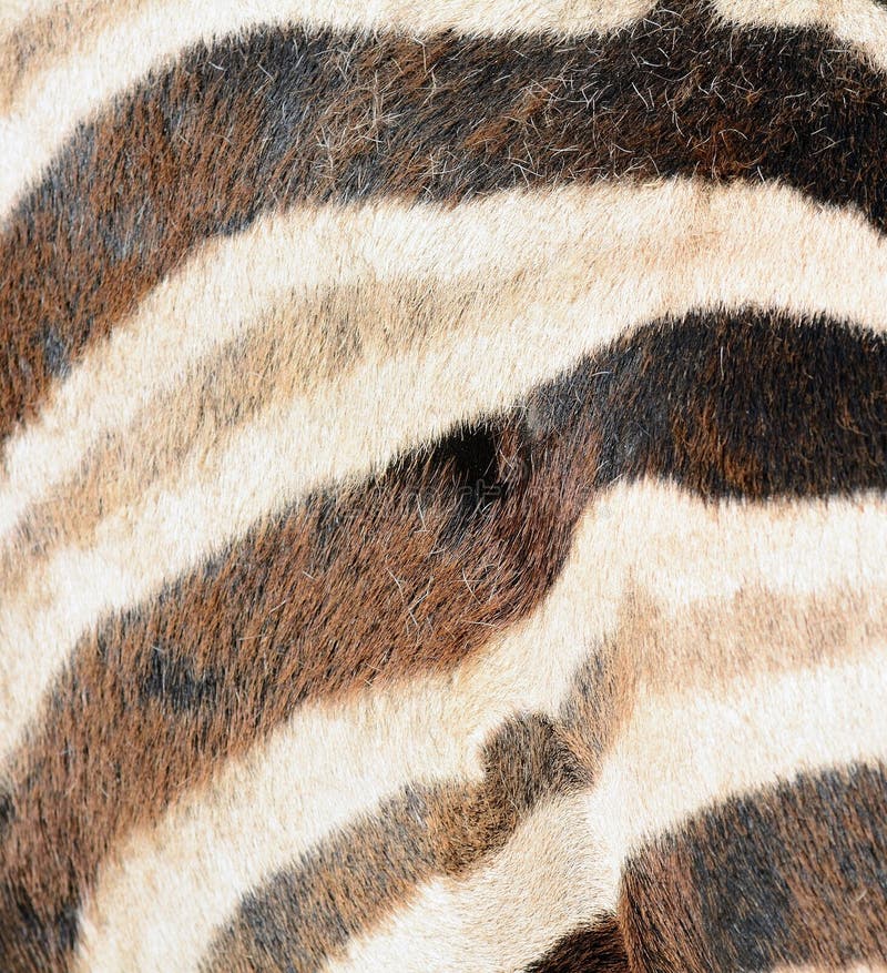 Zebra fur texture stock image. Image of texture, skin - 75519675